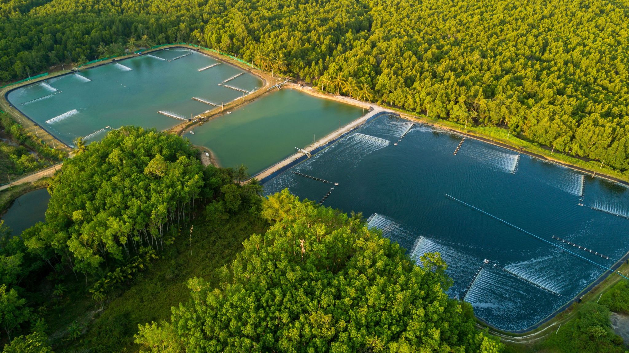The Impact of Shrimp Farming on Carbon Footprint and Environmentally ...