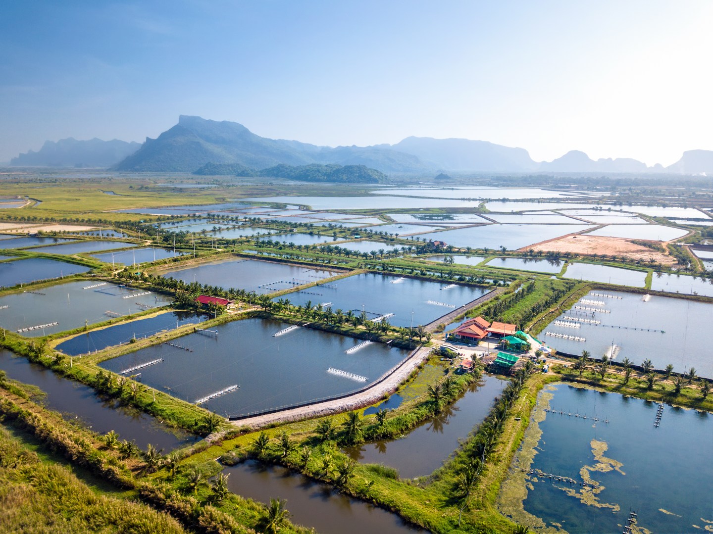 Sustainable Shrimp Aquaculture: A Guide to Environmentally Friendly ...