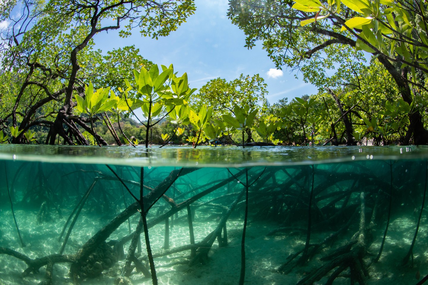 AQUADAPT-Nature Project – AQUADAPT