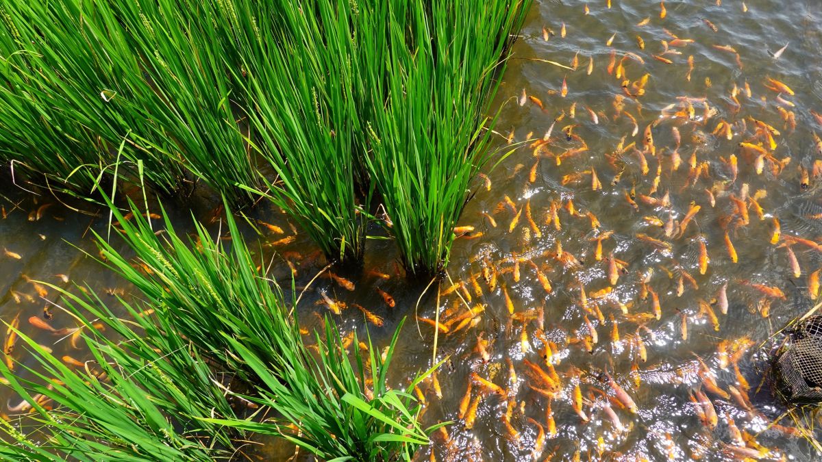 Climate-Friendly Aquaculture in Rice Fields – AQUADAPT