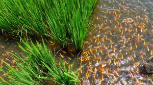 Climate-Friendly Aquaculture in Rice Fields – AQUADAPT