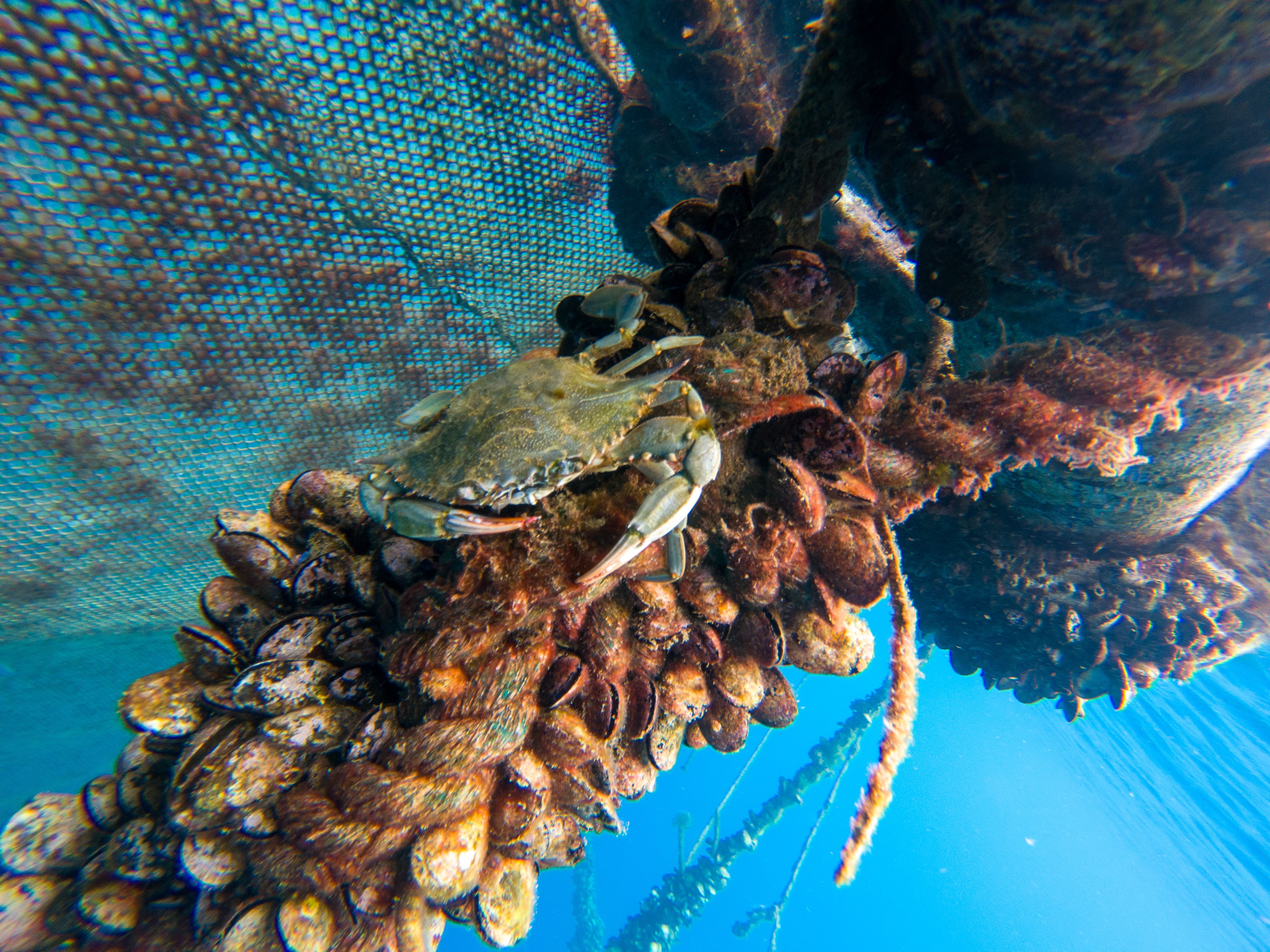Integrated Multi-Trophic Aquaculture (IMTA): An Environmentally ...