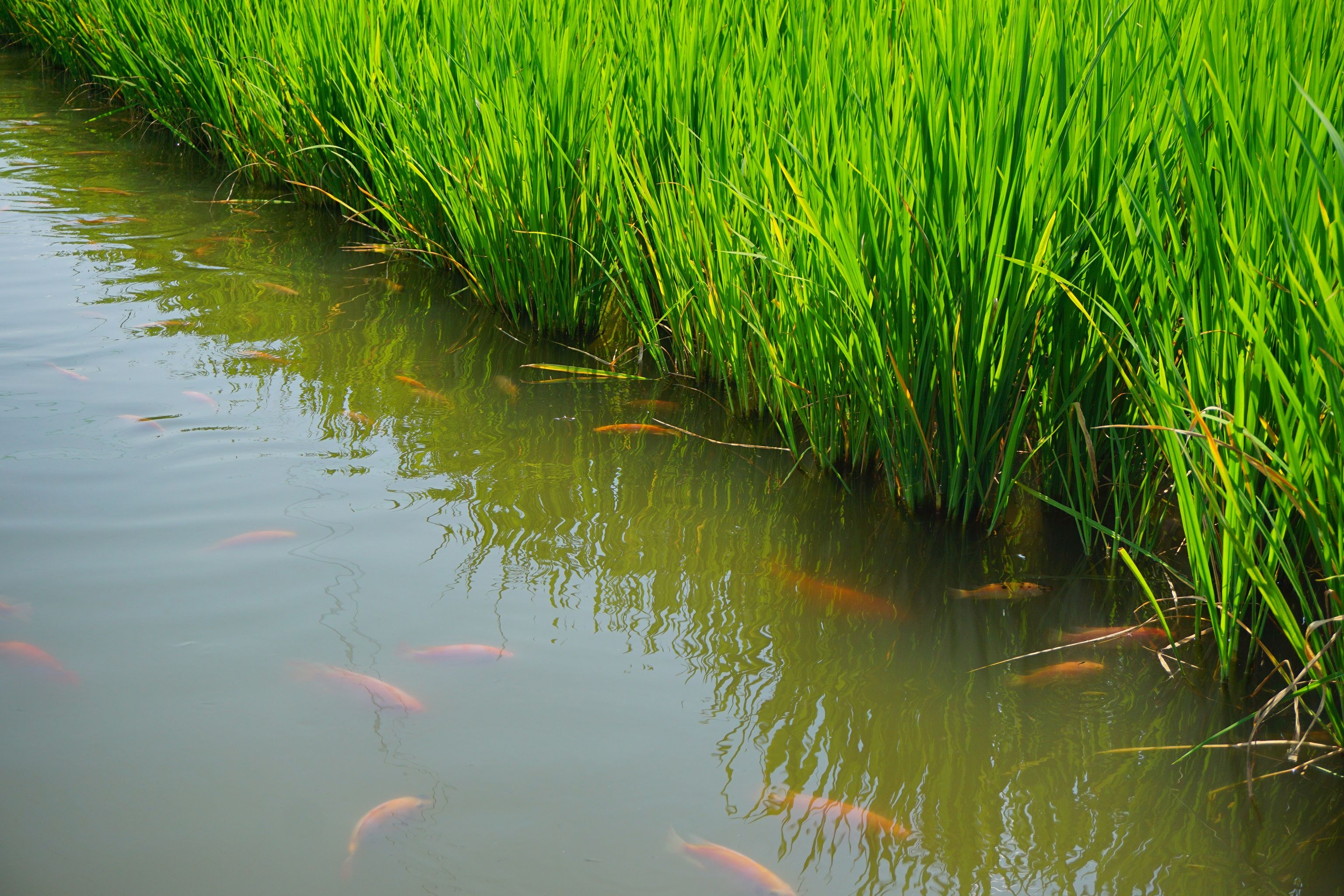 AQUADAPT – Aquaculture adaptation to climate chang