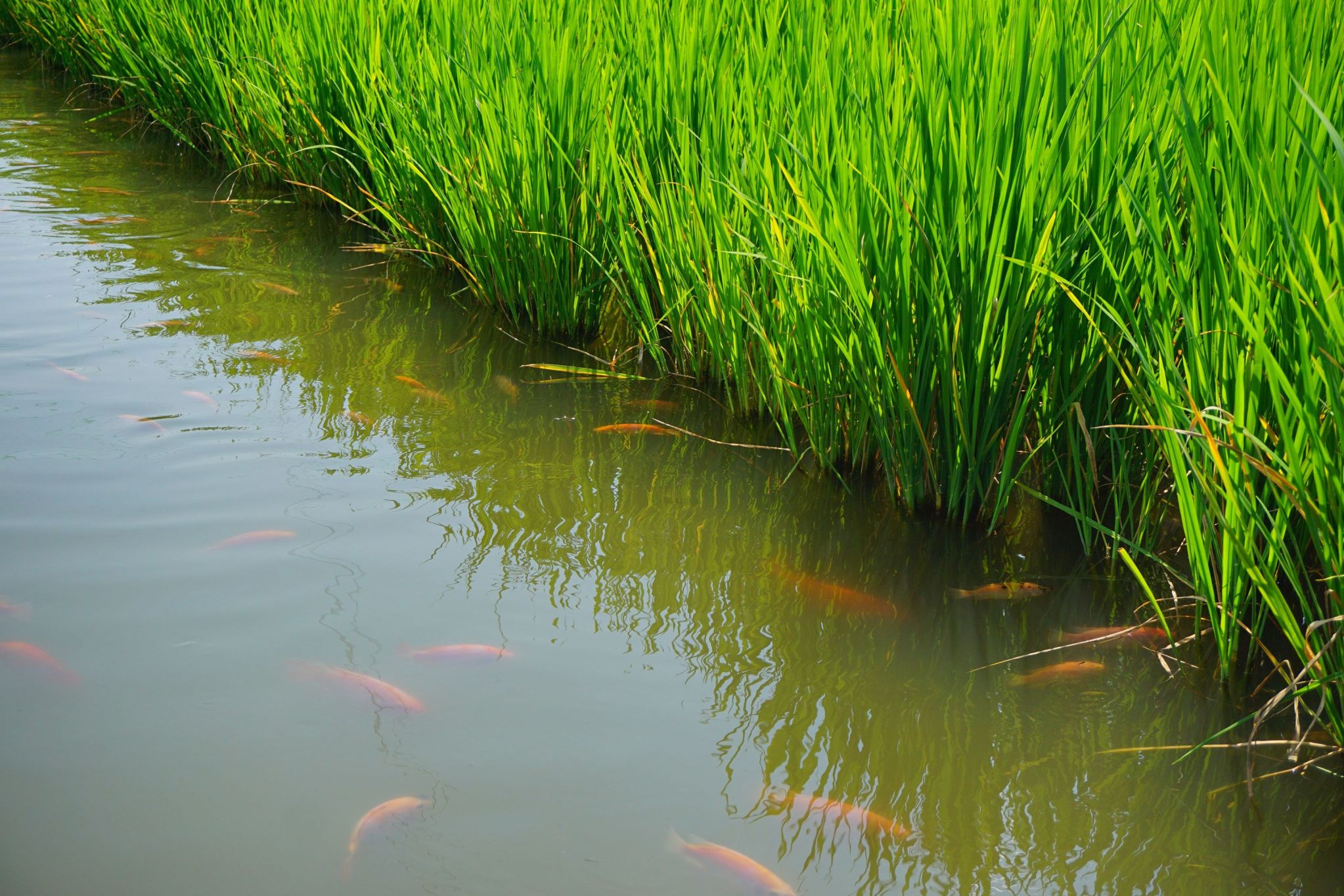 Water Footprint Management in Integrated Rice-Fish Farming Systems ...