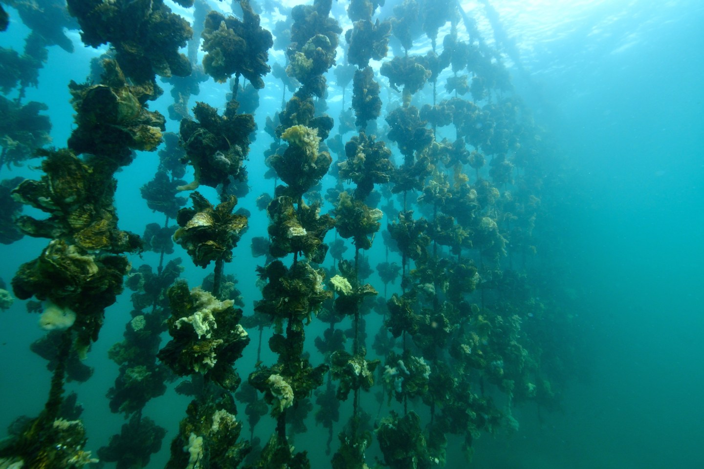Conversations About Environmentally Friendly Aquaculture – AQUADAPT