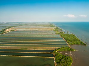 Climate Resilience and Eco-Friendly Practices for Shrimp Aquaculture ...