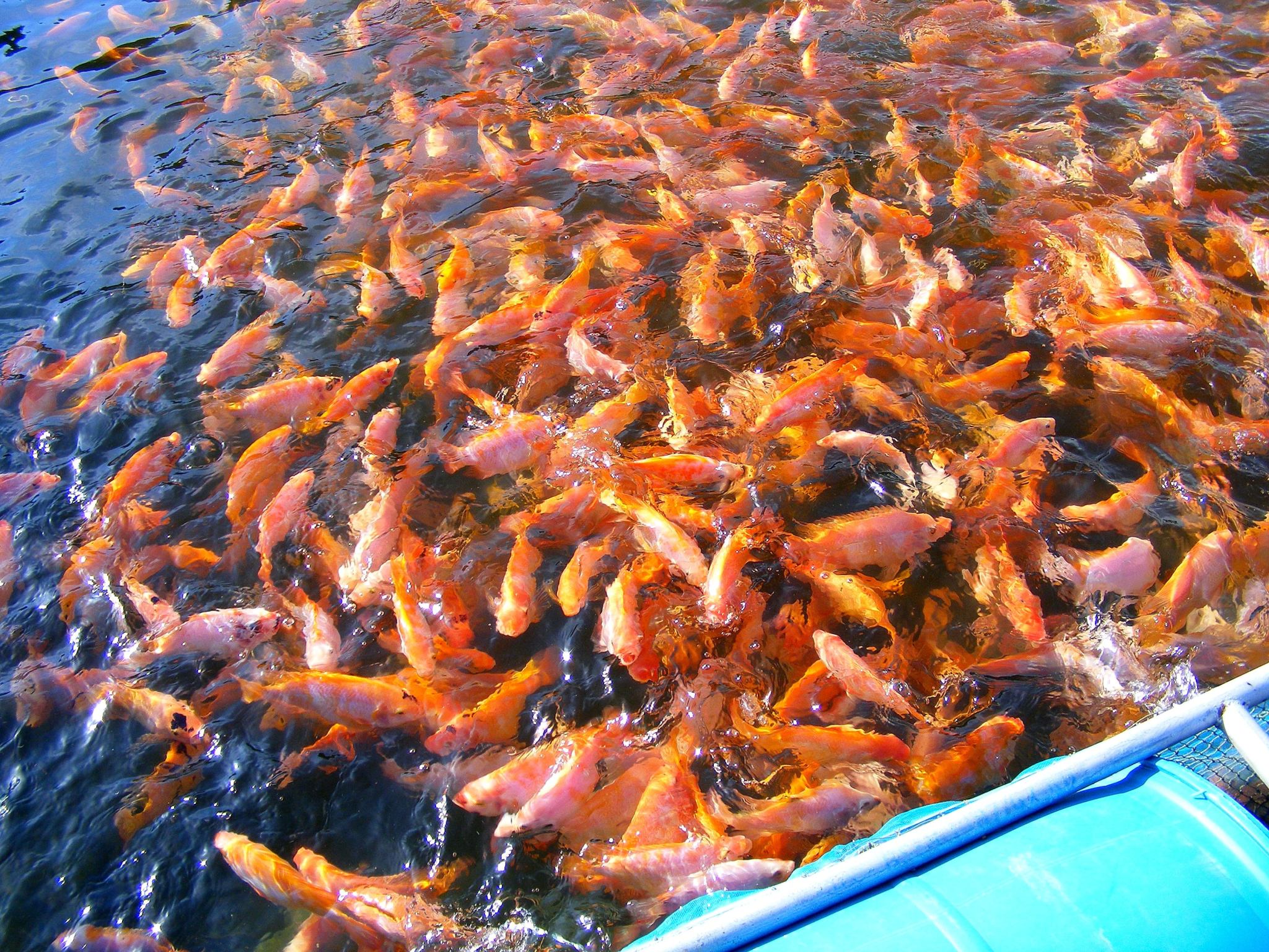 A Path to Environmentally Friendly Aquaculture: Feed and Feeding ...