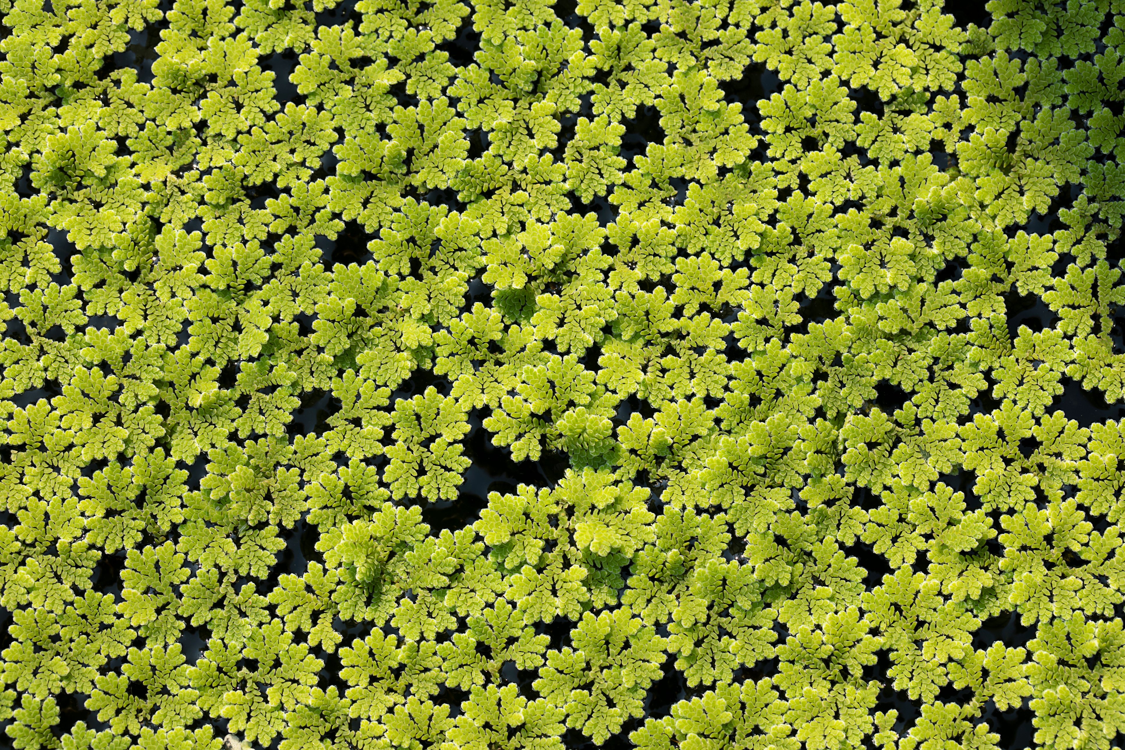 Incorporating Azolla into Integrated Rice-Fish Culture for Greater ...