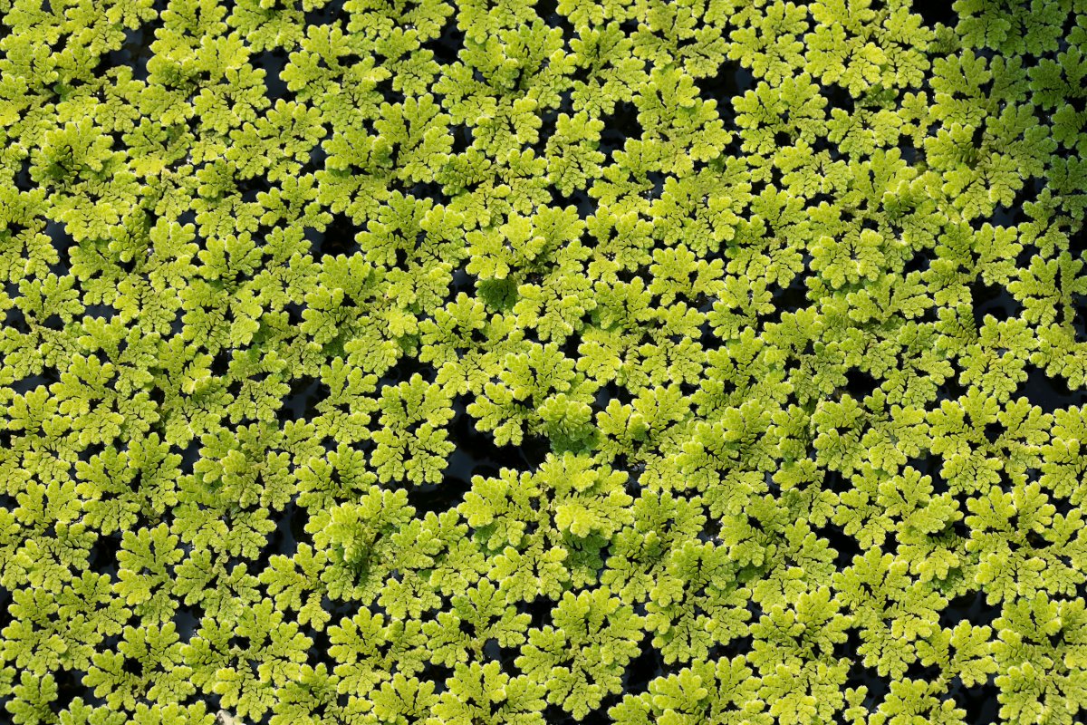 Incorporating Azolla into Integrated Rice-Fish Culture for Greater ...