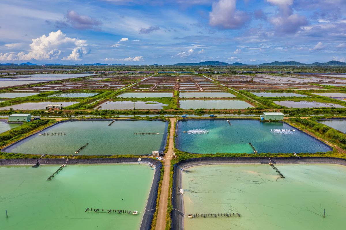 Environmentally Friendly Aquaculture in the Age of Artificial ...
