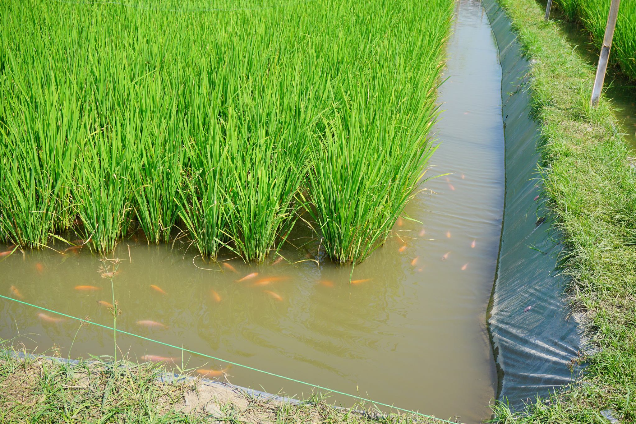 Co-Culture of Rice and Fish for an Environmentally Friendly Aquaculture ...