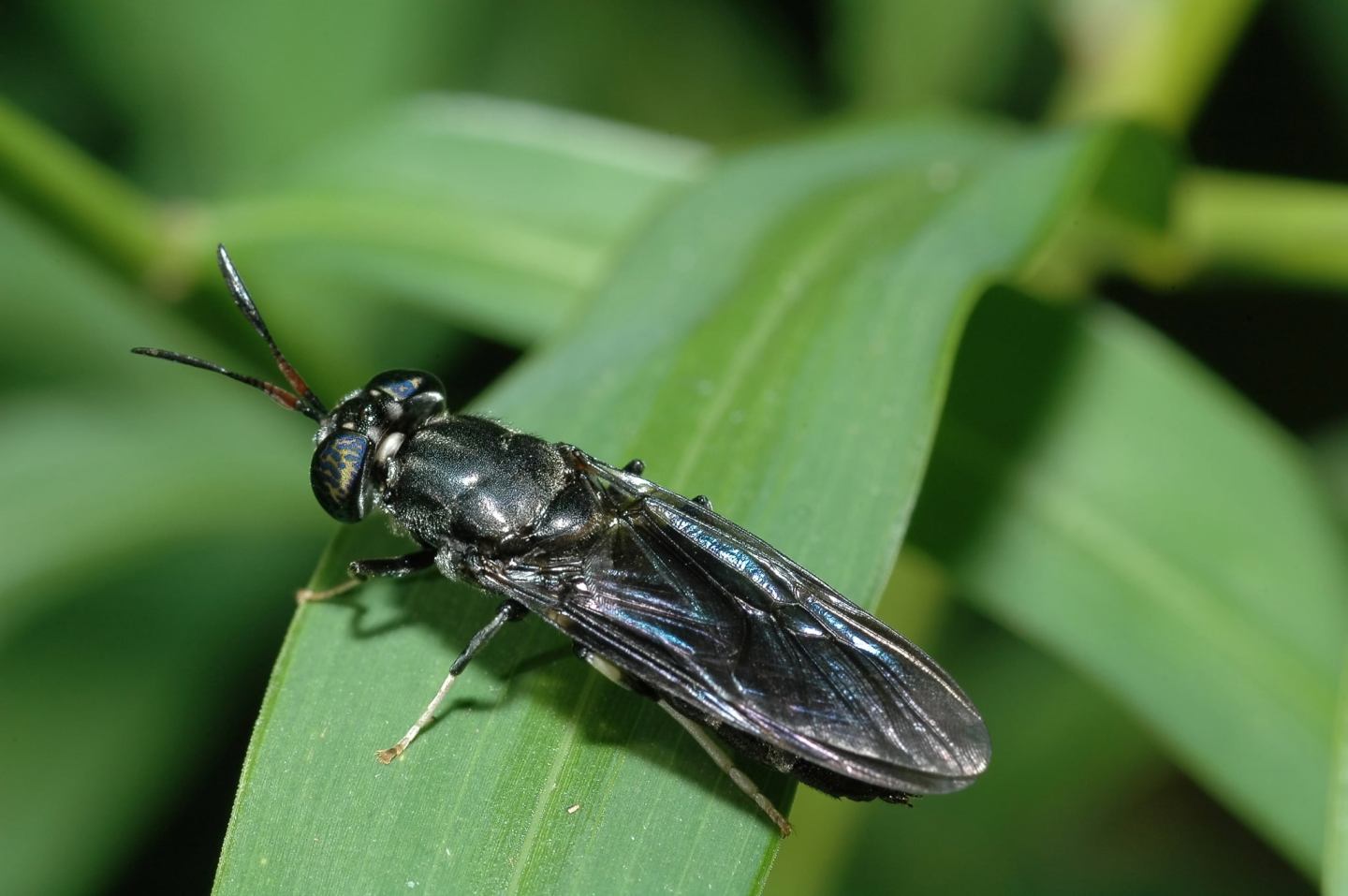 The Black Soldier Fly Larvae: An Alternative Source of Fish Feed – AQUADAPT