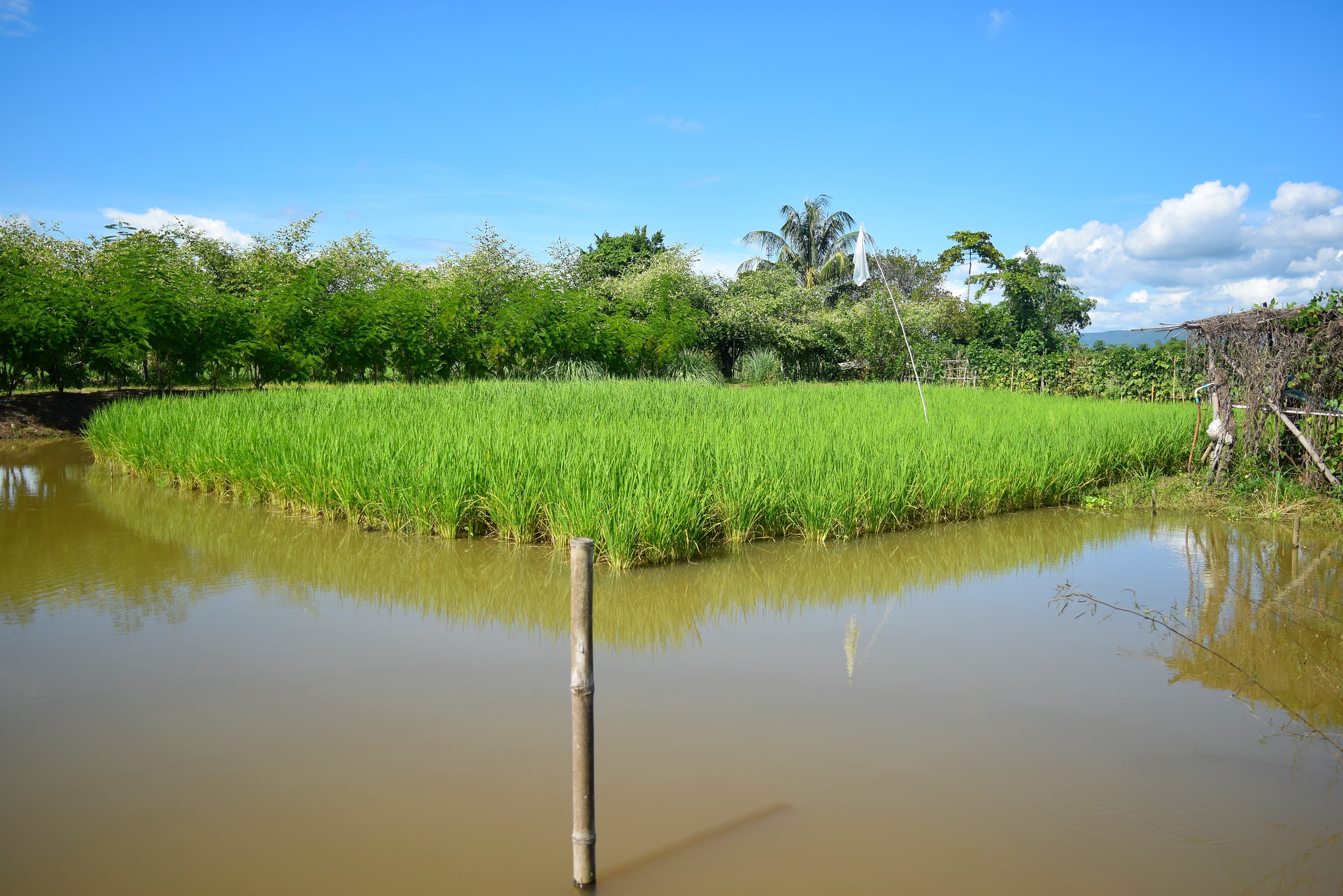 Rice Cultivation on Floating Beds in Fishponds – AQUADAPT