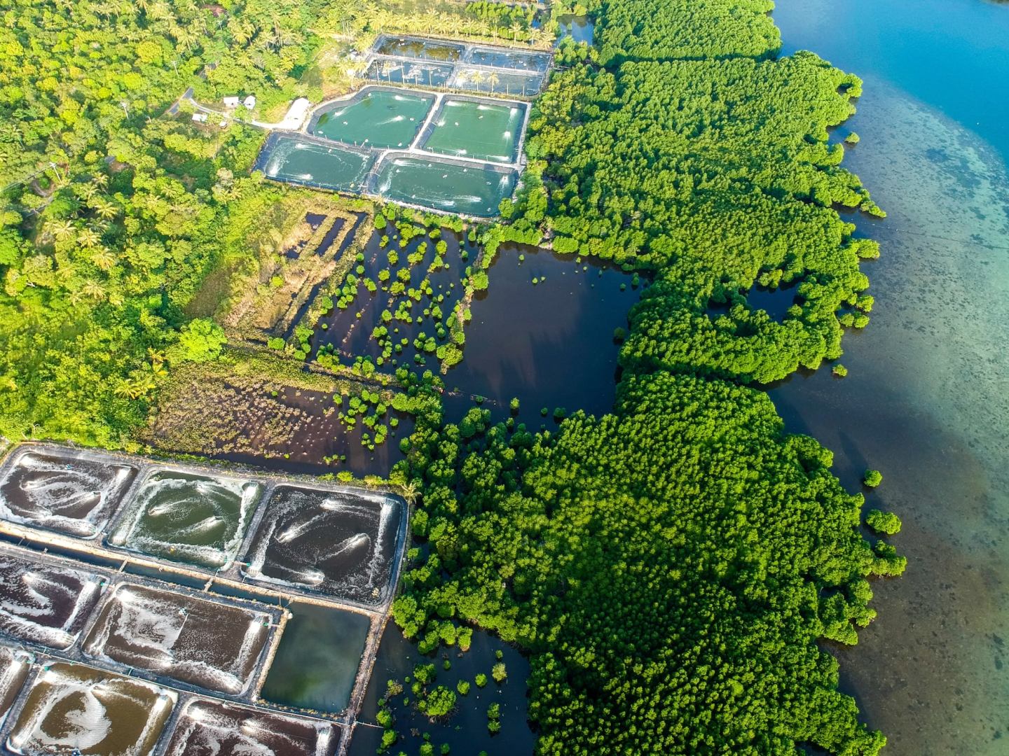 บทบาทของการแก้ปัญหาที่อิงธรรมชาติ (Nature-based Solutions) ในการบรรเทา ...