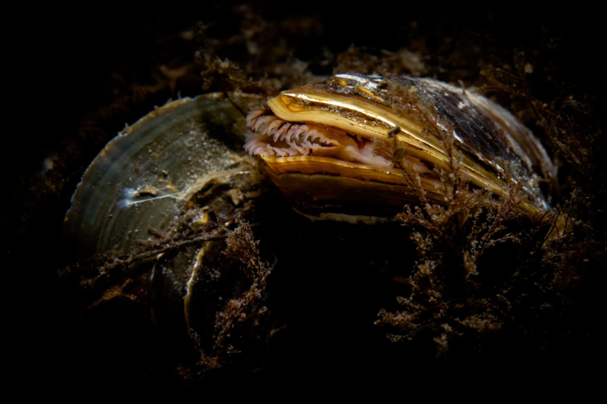 Shellfish Aquaculture for Water Quality Improvement – AQUADAPT