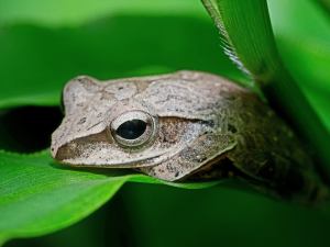 Environmentally Friendly Frog Culture in Southeast Asia – AQUADAPT