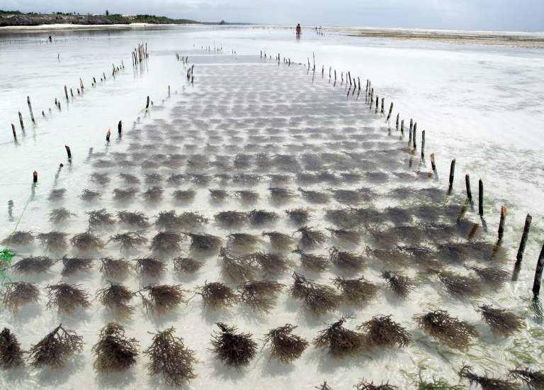 AQUADAPT – Aquaculture adaptation to climate chang