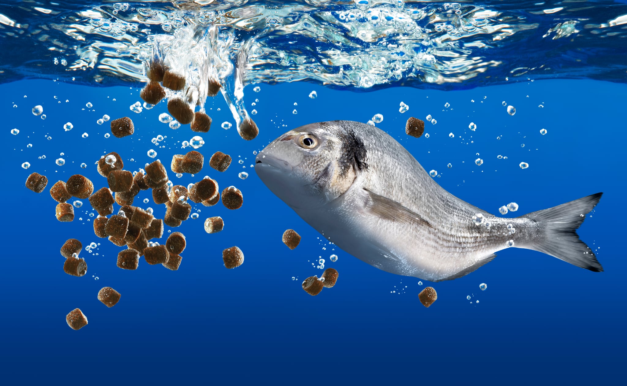 Functional Feeds: Their Benefits in Aquaculture – AQUADAPT