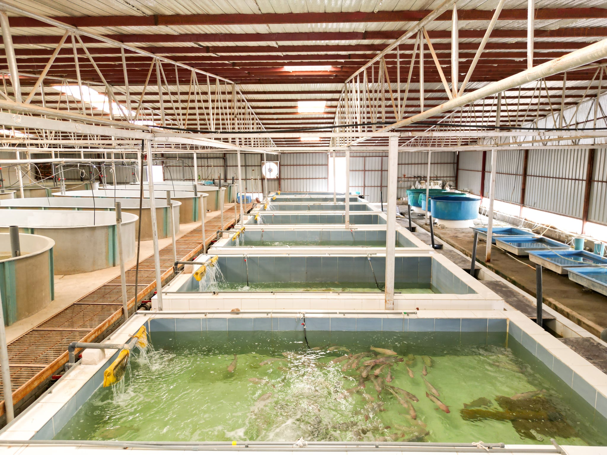 Recirculating Aquaculture Systems for a Carbon Neutral Aquaculture ...