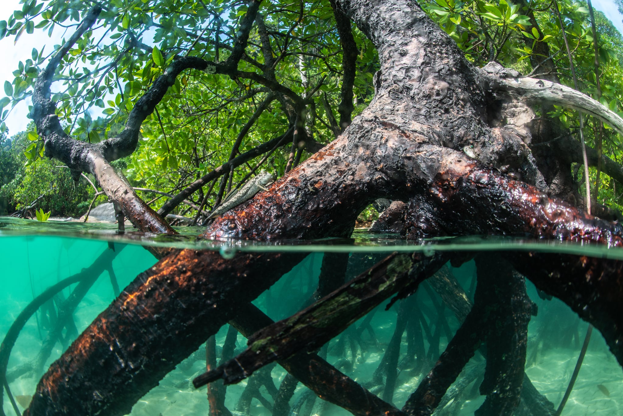 How Mangrove Forest Play a Vital Role in Cambodia’s Aquaculture – AQUADAPT