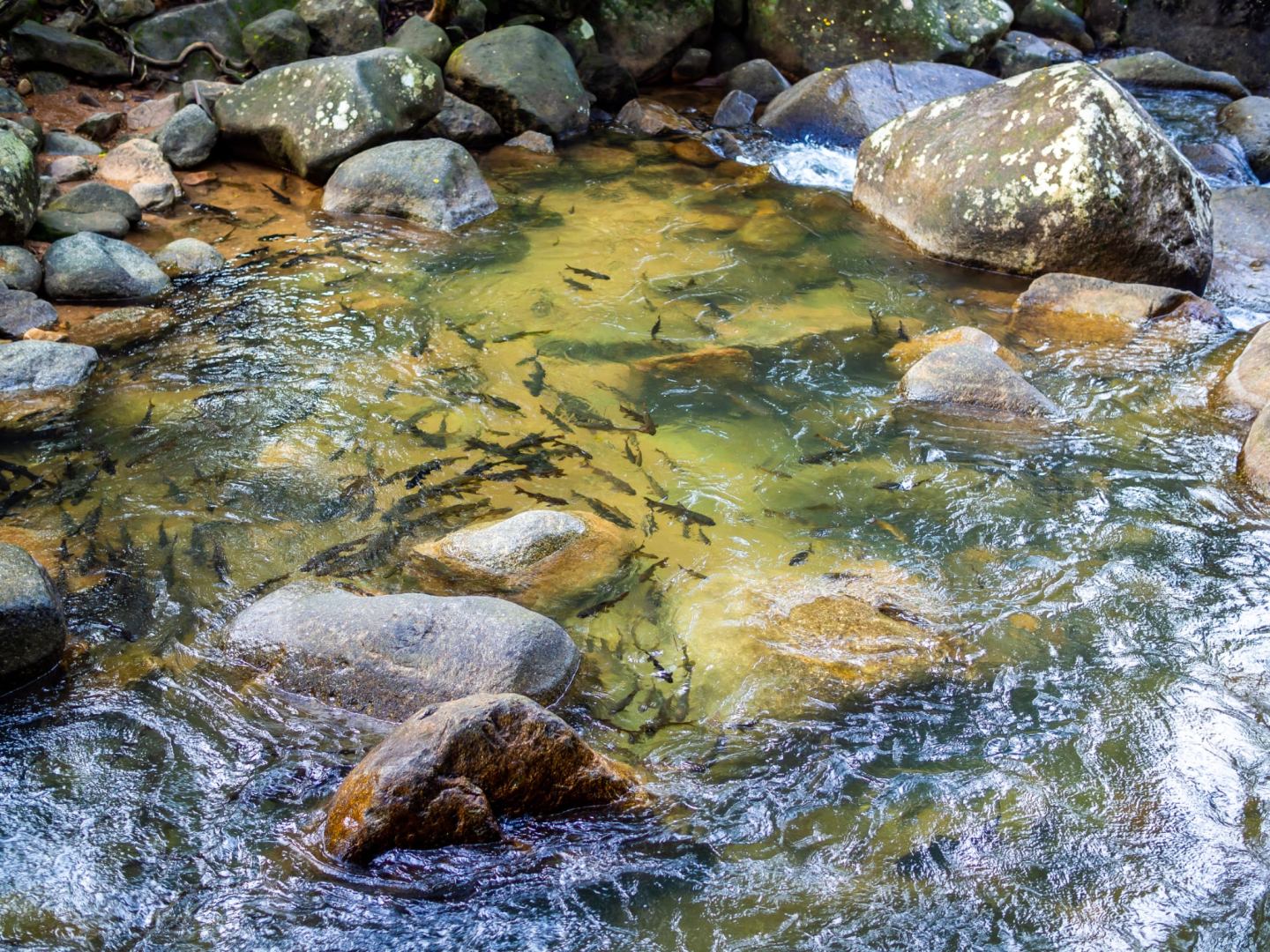 Managed Conservation and Sustainable Utilization of Native Fish in ...