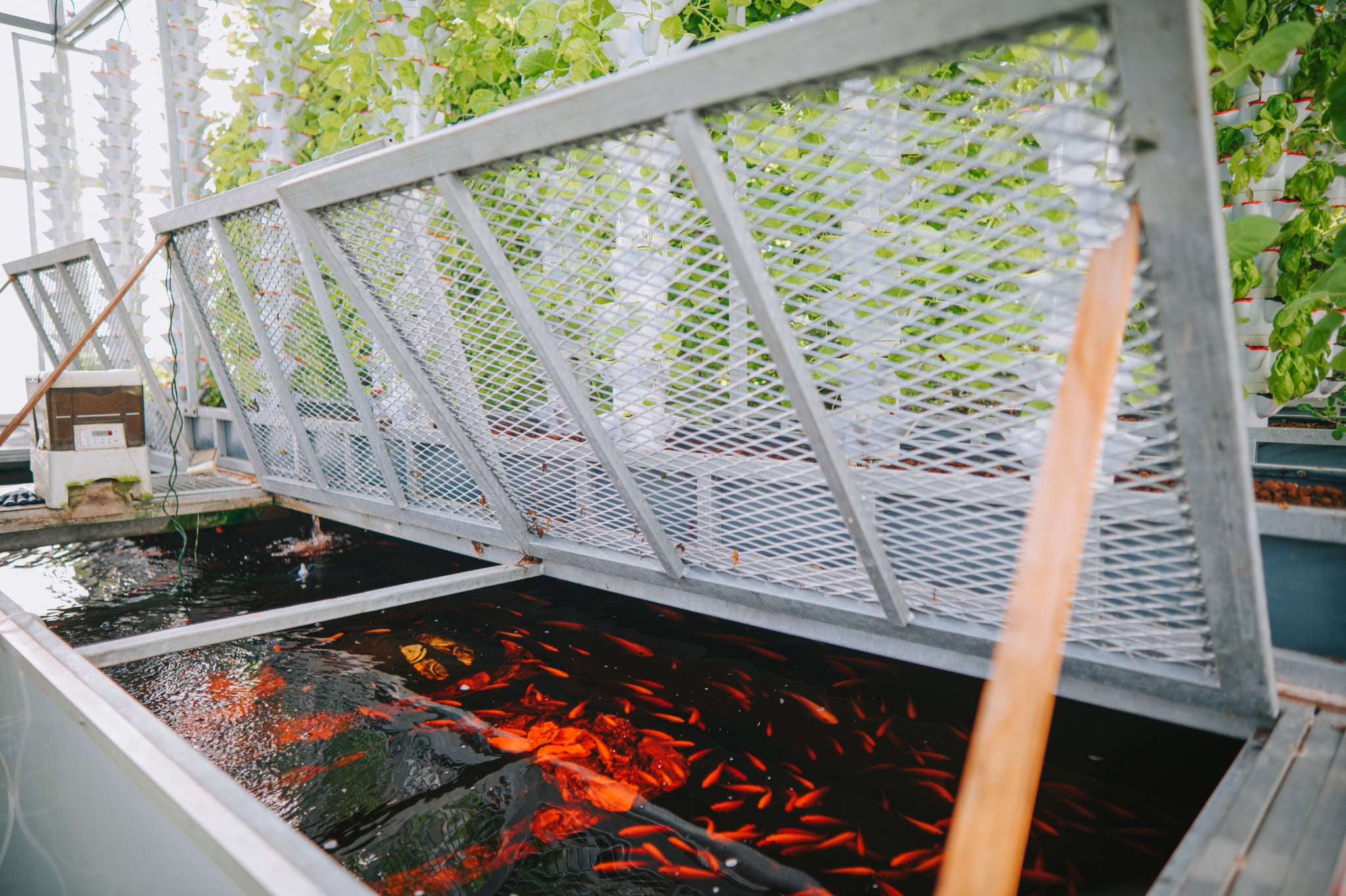 Aquaponics: Balancing Economic Productivity and Environmental ...